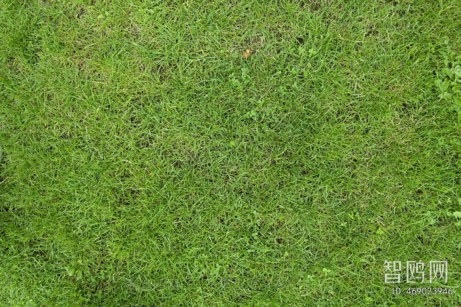 Grass Texture Download - ID.469023946 | 1miba